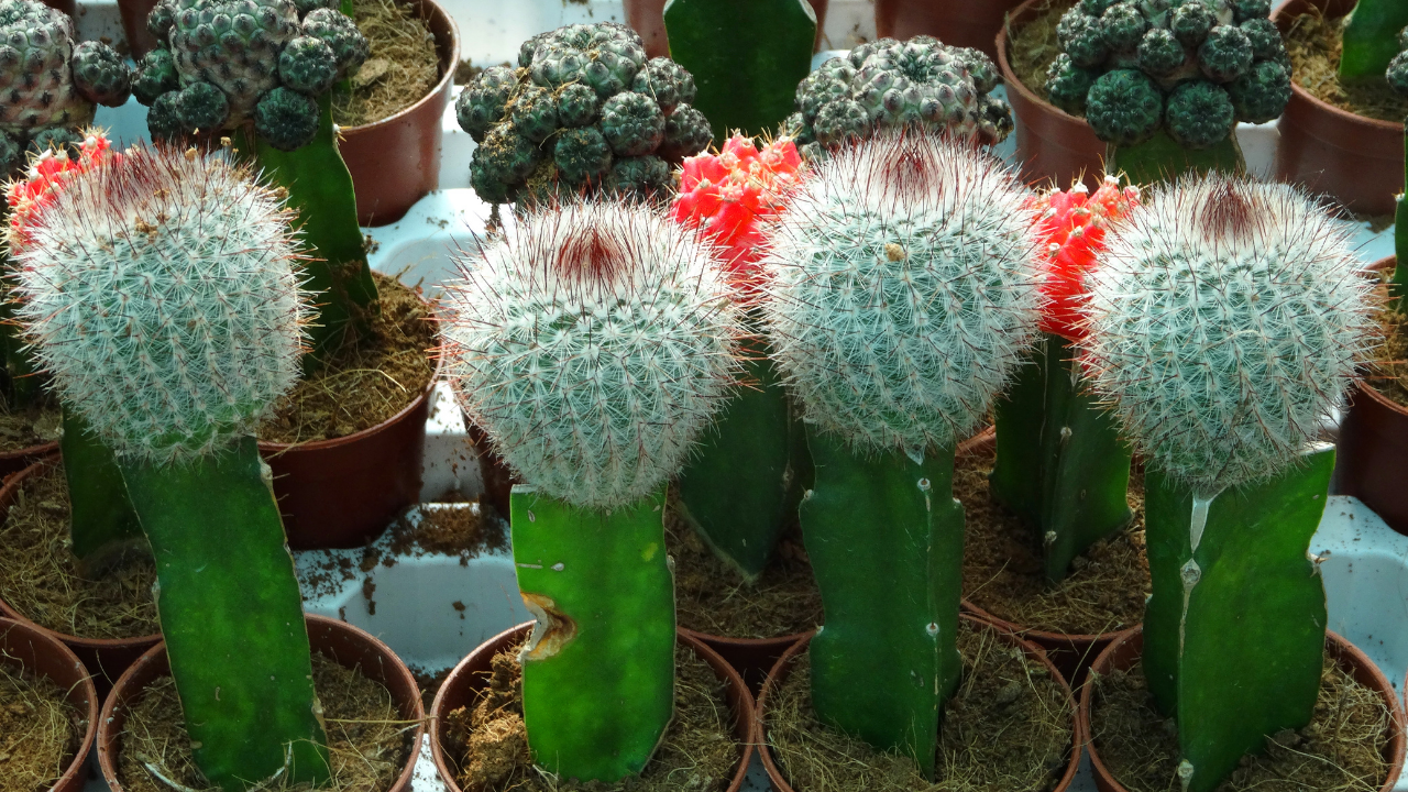 Cactus Grafting Guide - How to Graft a Cactus Plant - Homegrown Garden