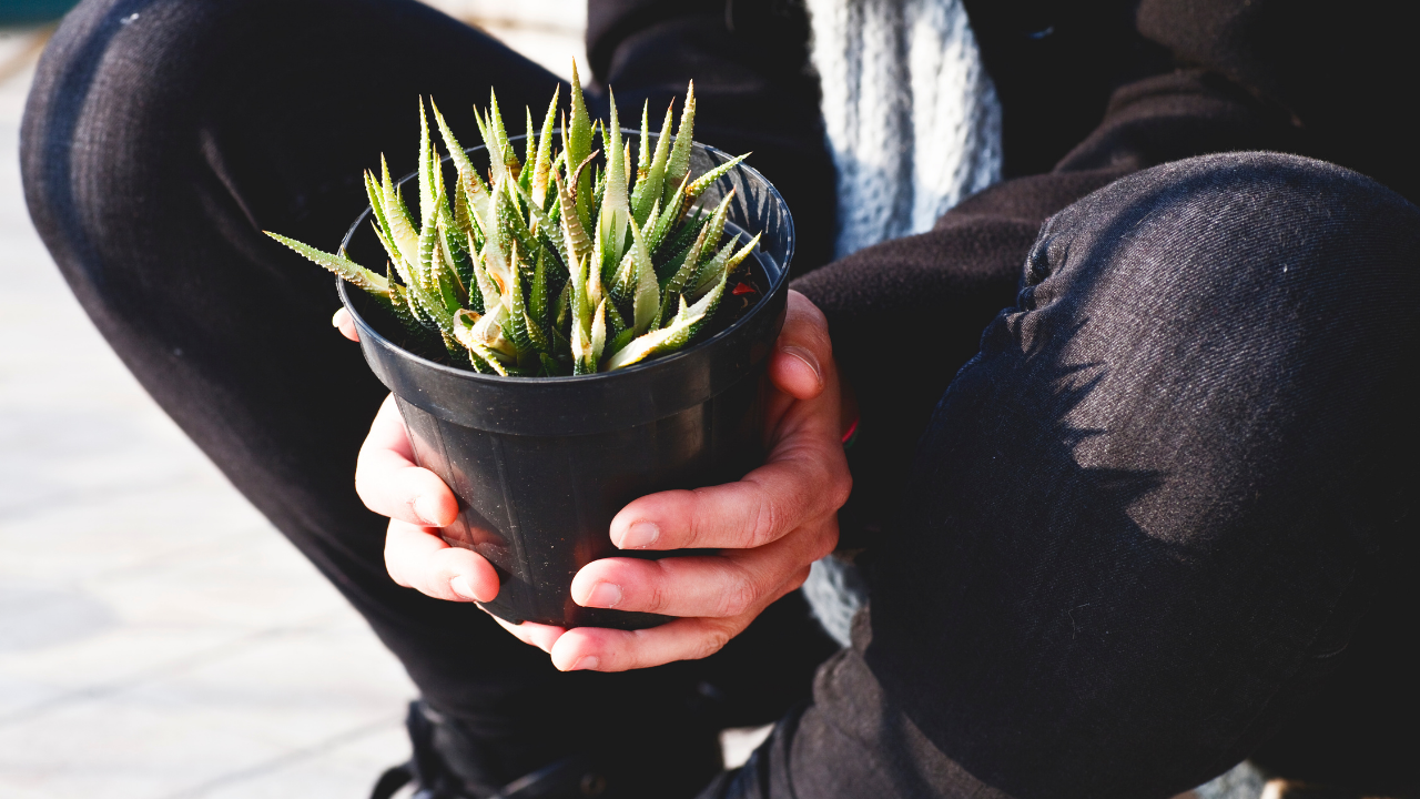 How to Sun Stress Succulents - Homegrown Garden