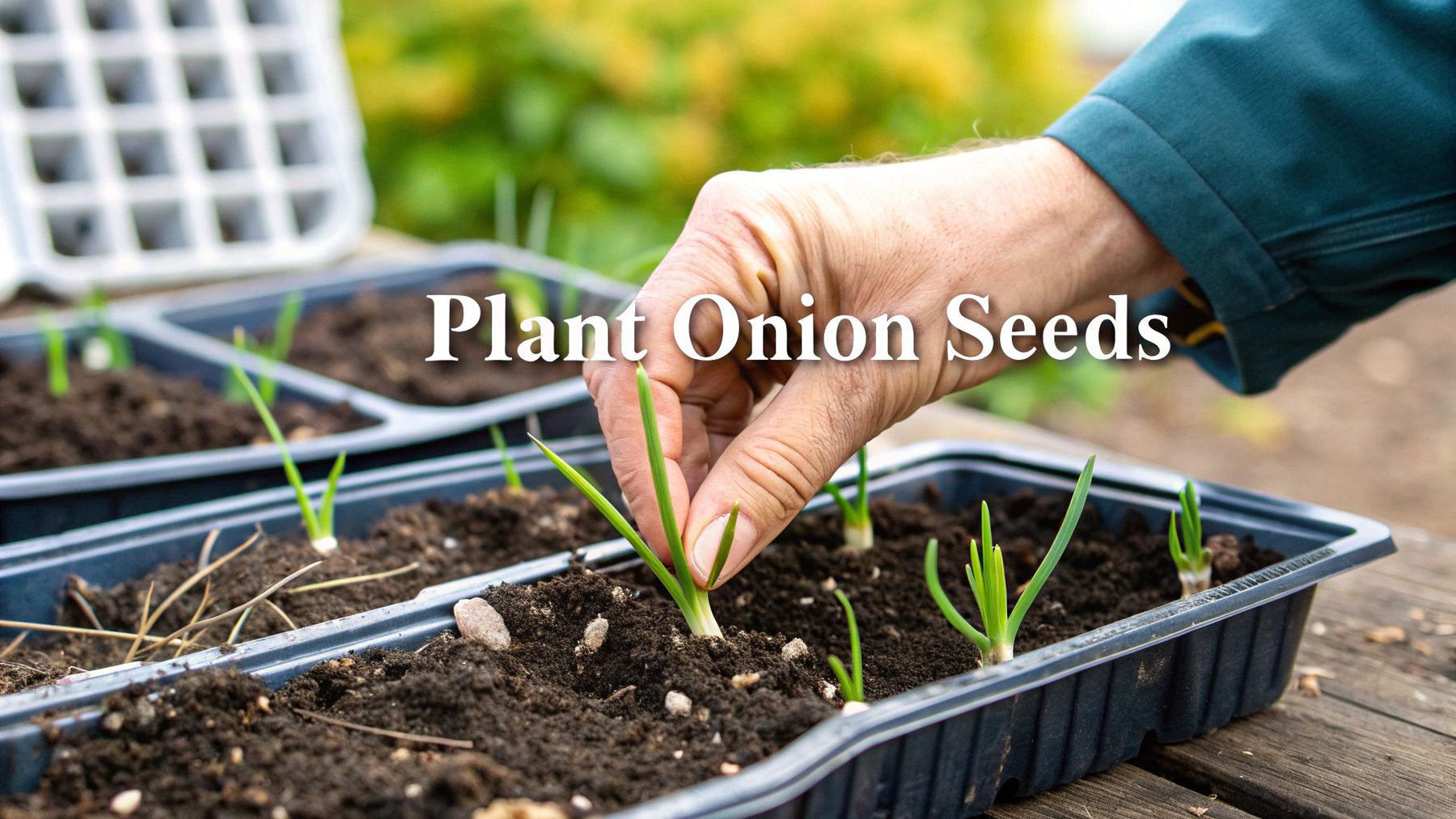 7 Steps to Perfect Timing When Planting Onion Seed - Homegrown Garden