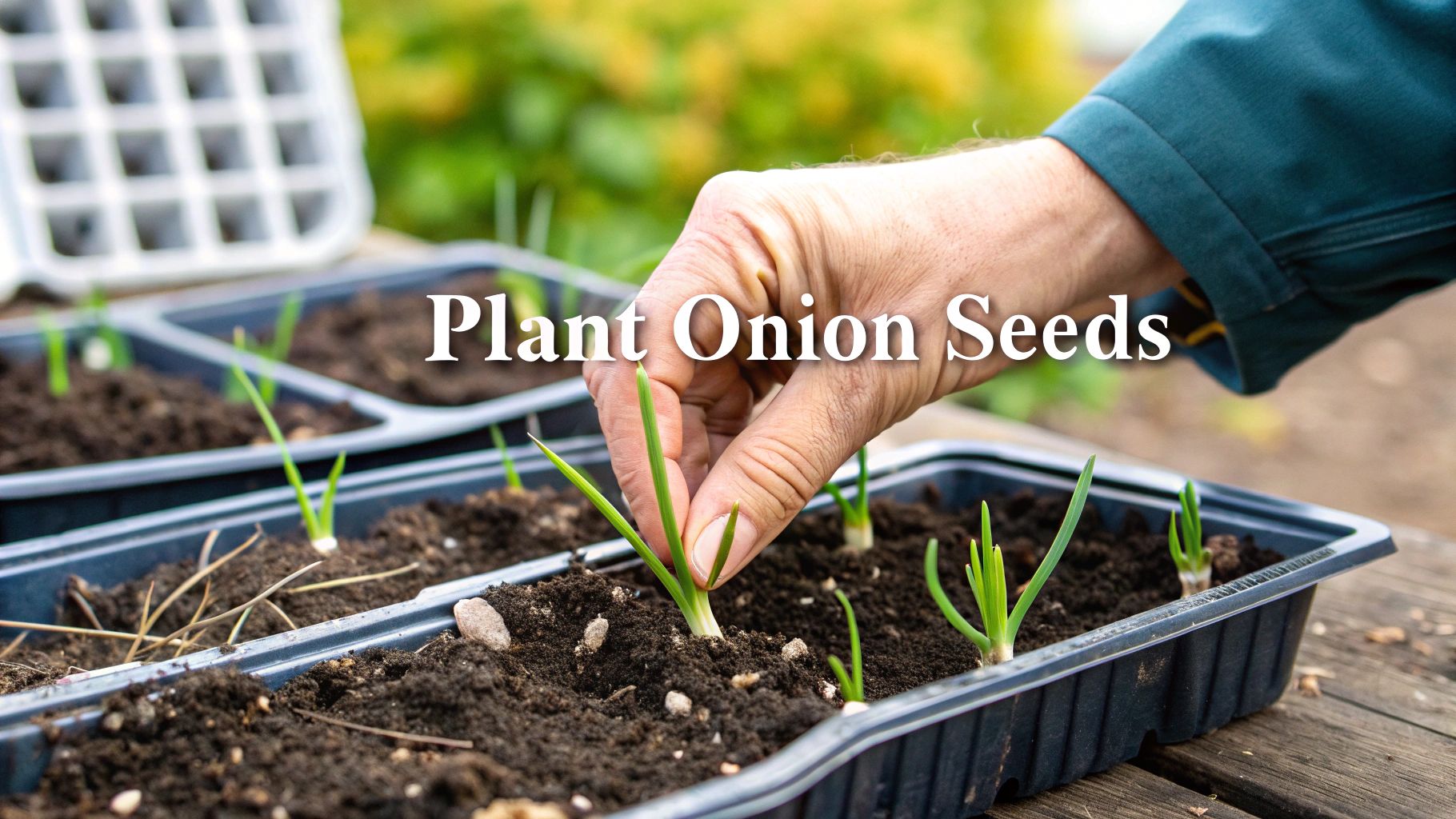 7 Steps to Perfect Timing When Planting Onion Seed - Homegrown Garden