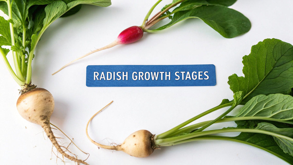 7 Visual Stages of a Radish Plant: A How-To Guide for Gardeners ...
