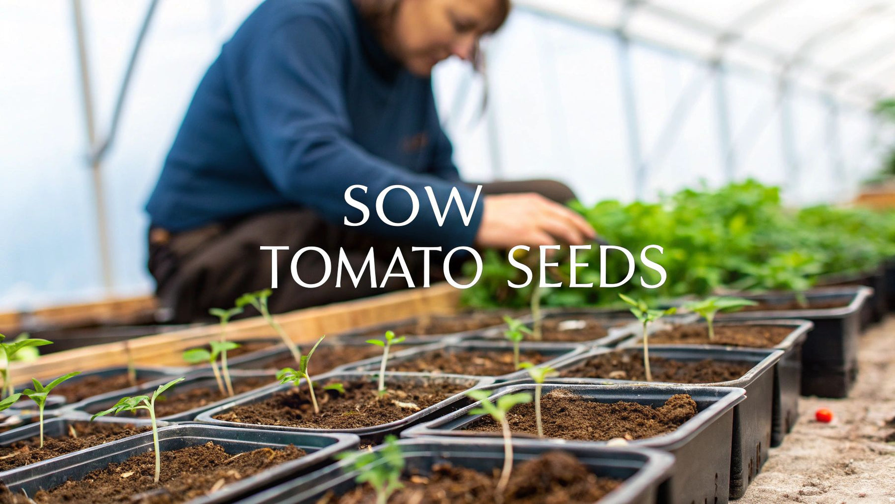 7 Essential Timing Tips for Sowing Tomato Seeds - Homegrown Garden