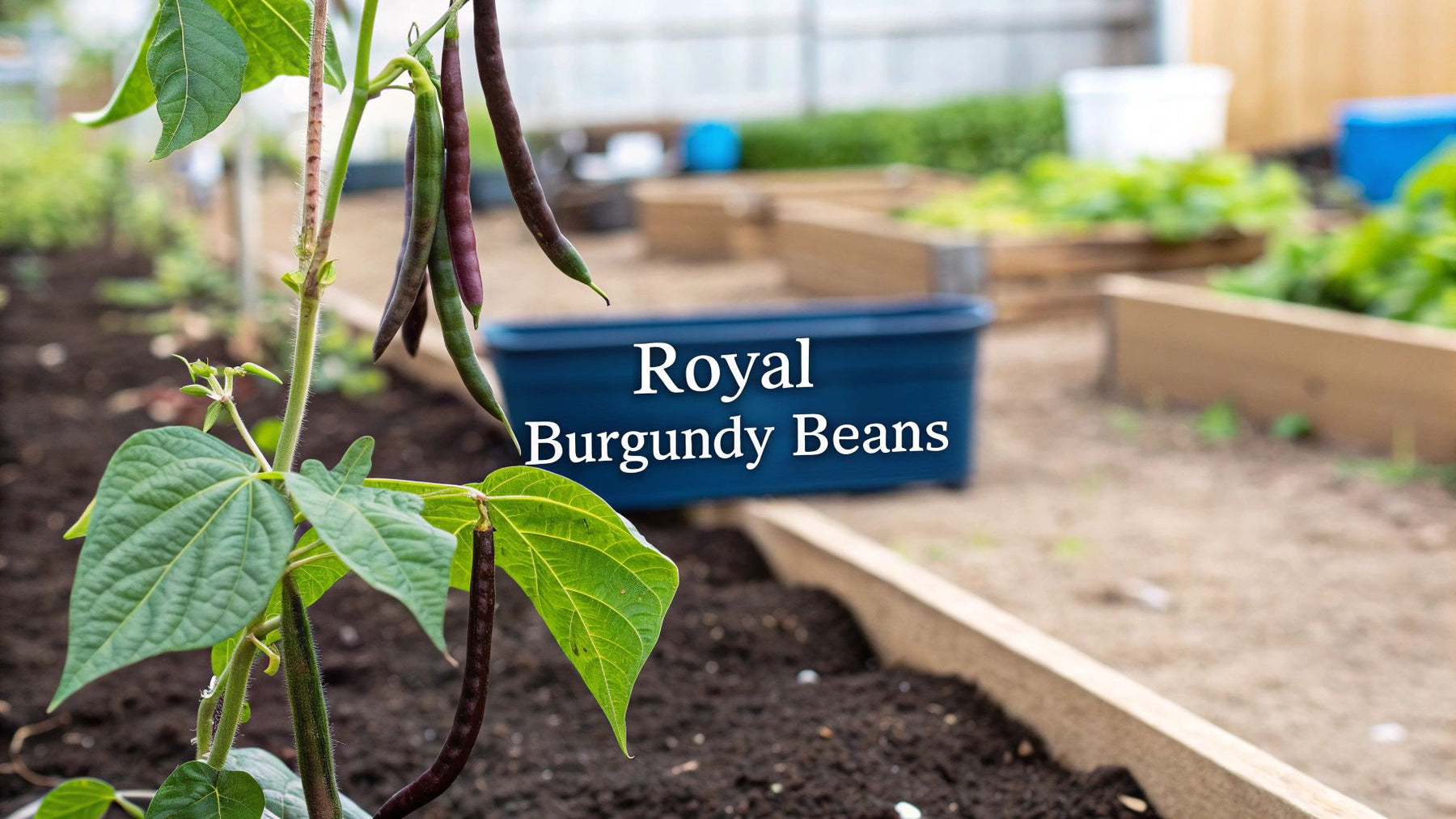 7 Steps to Growing the Perfect Royal Burgundy Bush Bean - Homegrown Garden