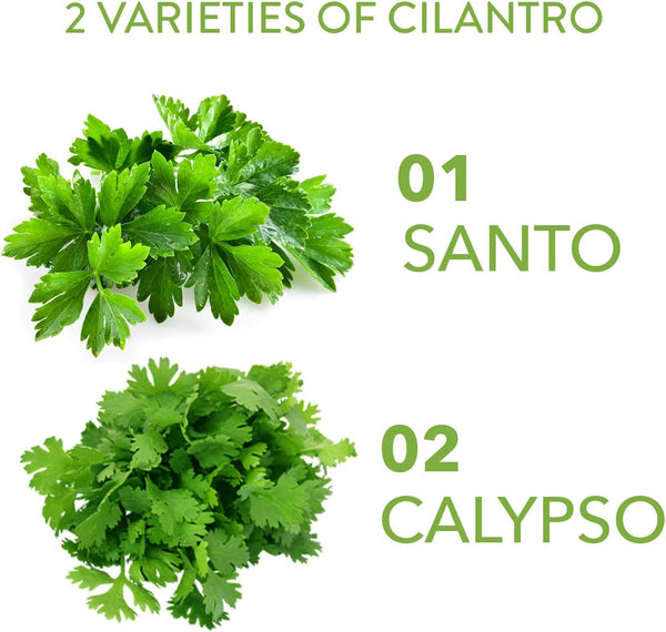 Cilantro Seeds (Santo/Calypso) - Homegrown Garden