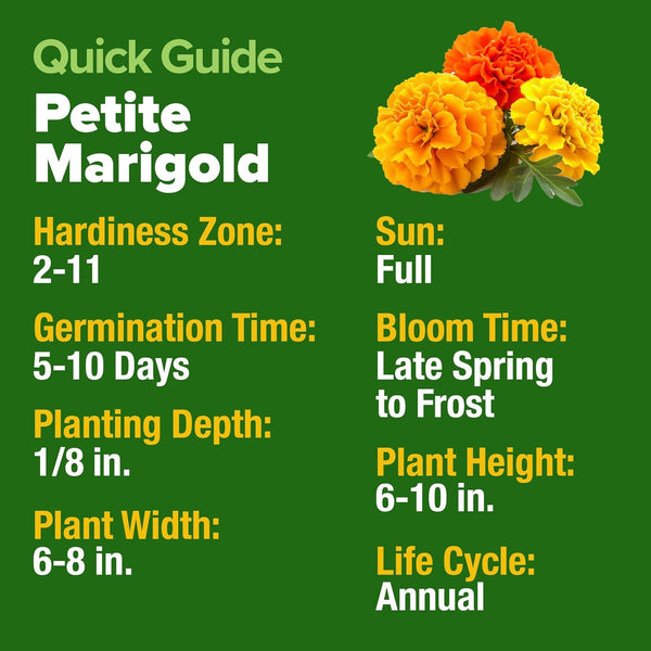 French Petite Marigold Seeds – Fast-Blooming Variety (329 Seeds ...
