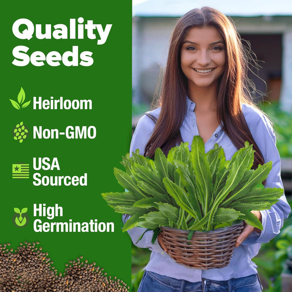 Culantro Recao Seeds, 360 ct, Heirloom Non-GMO - Homegrown Garden