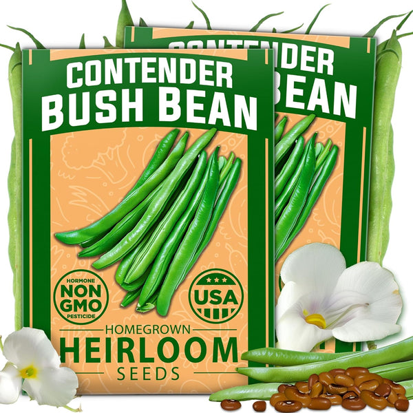 Contender Bush Bean Seeds - (2 Pack) - Homegrown Garden