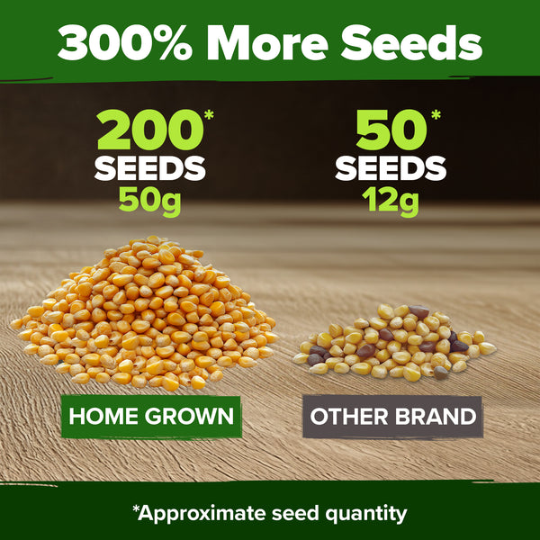 Golden Bantam Heirloom Corn Seeds 2 Pack – 200 Seeds - Homegrown Garden