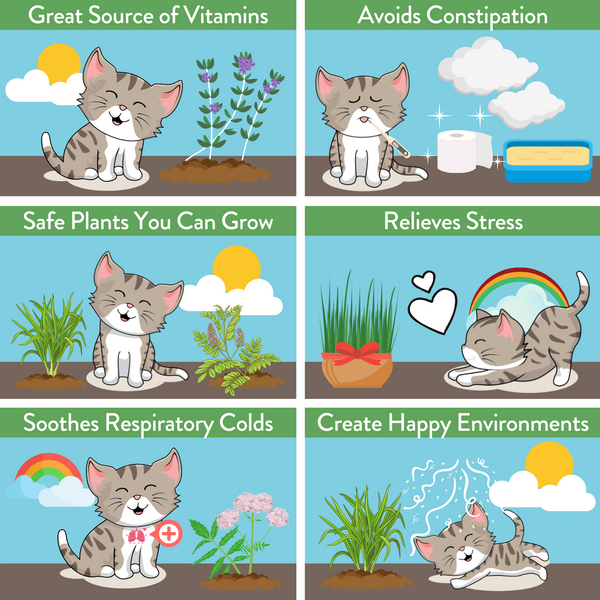 Cat Herb Seed Mix, 2,160+ Seeds, Non-GMO USA Grown - Homegrown Garden